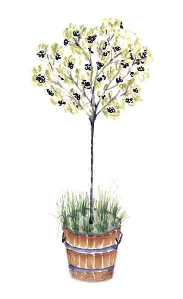 Dein kleiner Garten im Fass - fleeds für dein Gartenparadies